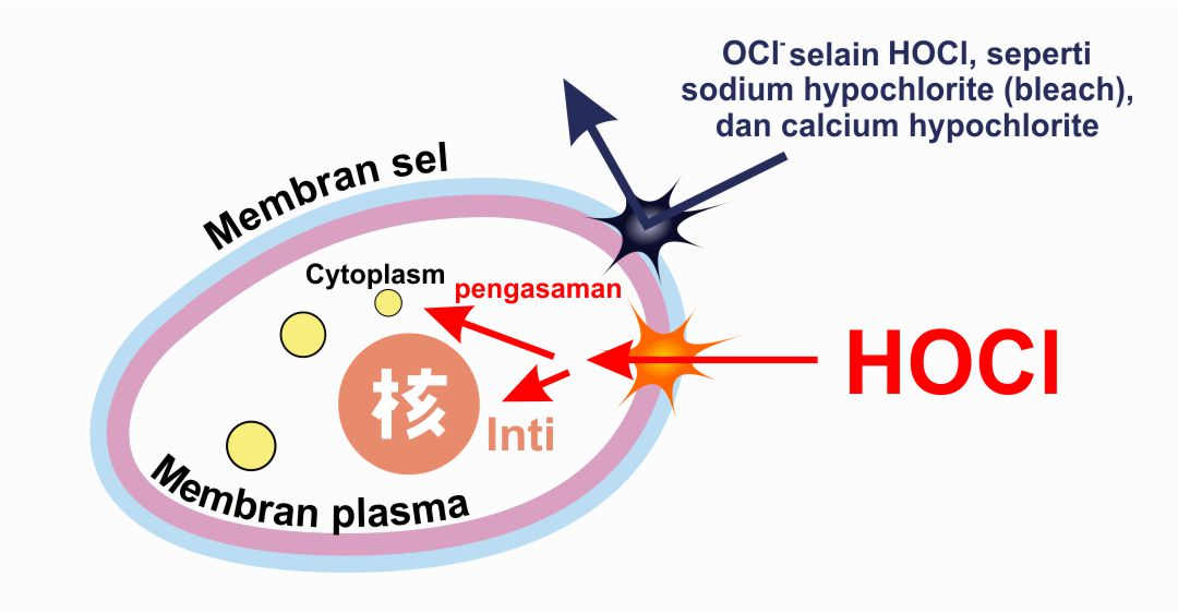 HOCl, Manfaat dan Keunggulannya Sebagai Antiseptik dan Disinfektan